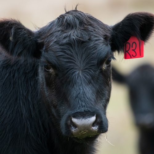 6 Beef Grading Systems In the World (with Complete Chart)
